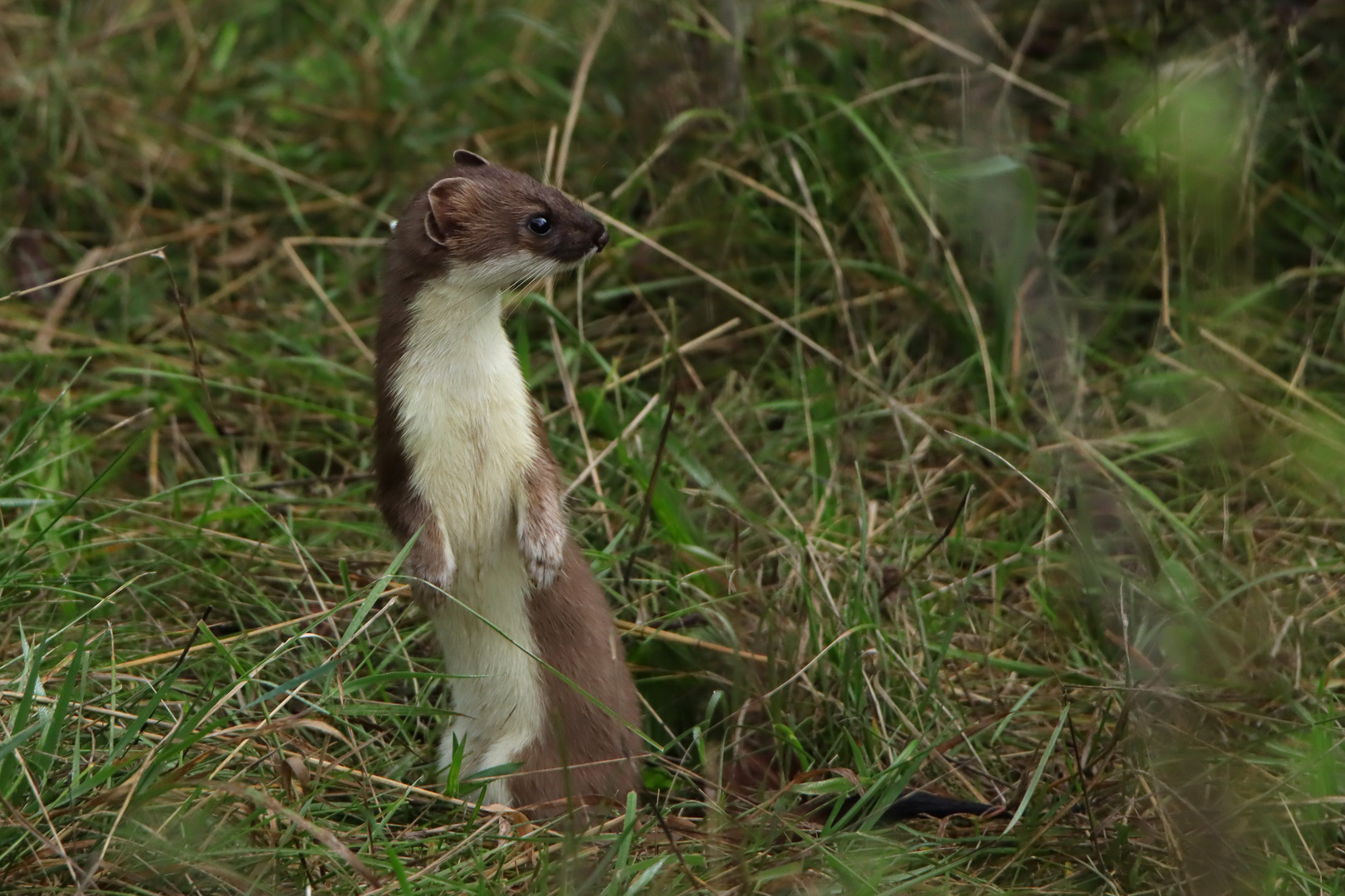 Hermelin Foto & Bild | tiere, wildlife, säugetiere Bilder auf fotocommunity