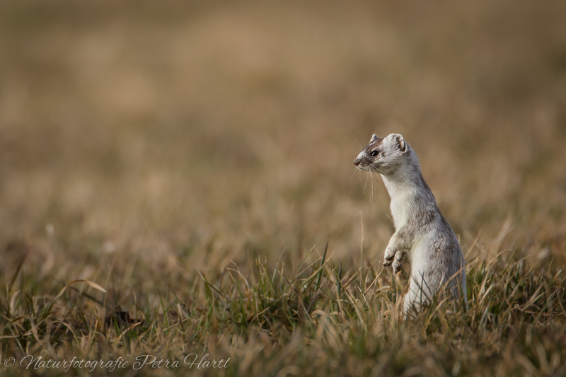 Hermelin Foto & Bild | tiere, wildlife, säugetiere Bilder auf fotocommunity