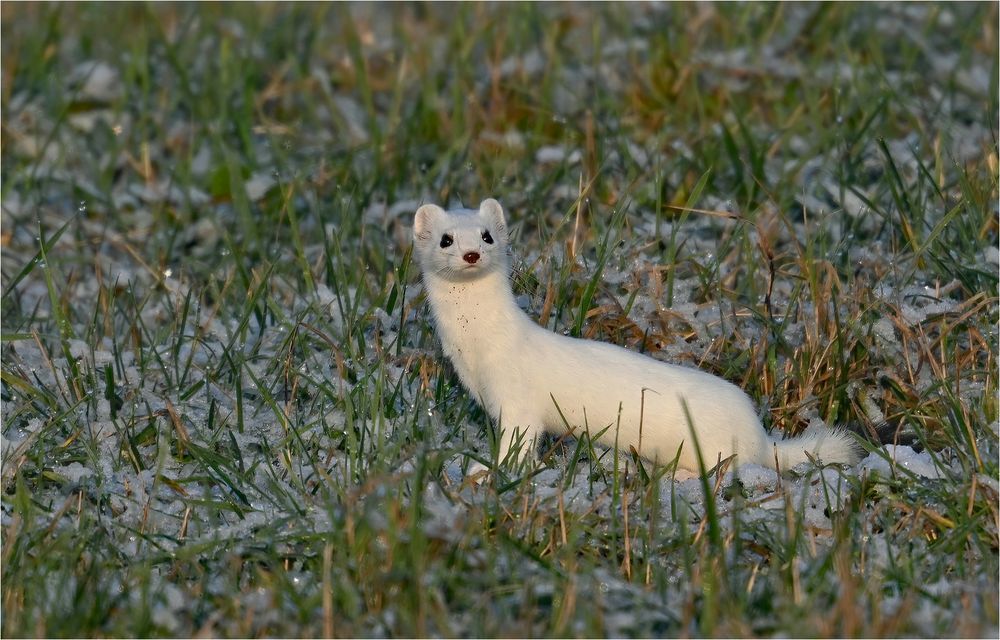 Hermelin Foto & Bild | tiere, wildlife, säugetiere Bilder auf fotocommunity