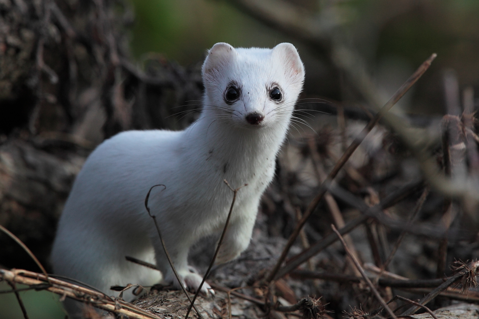Hermelin auf Beutesuche Foto & Bild | tiere, wildlife, natur Bilder auf ...