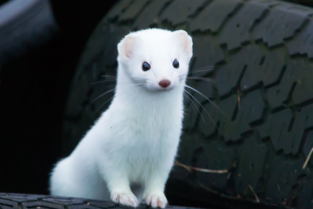 Hermelin Aufnahme von Heute Foto & Bild | tiere, wildlife, säugetiere ...