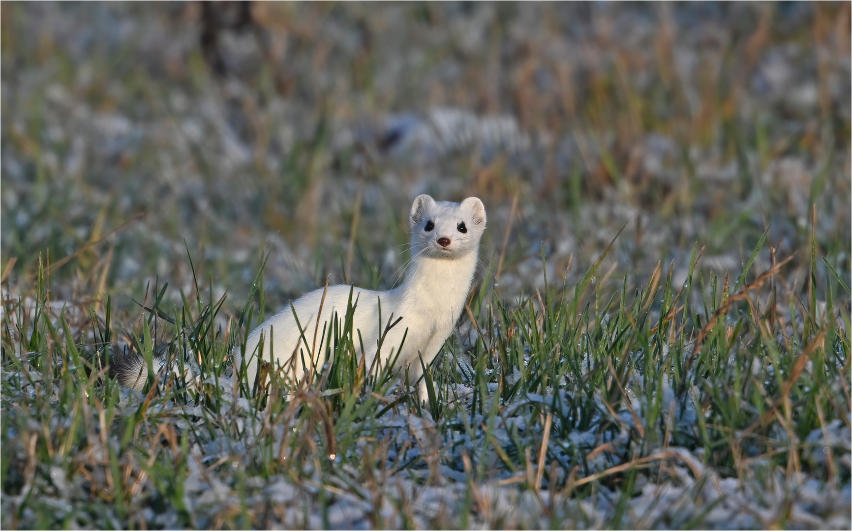 Hermelin Foto & Bild | tiere, wildlife, säugetiere Bilder auf fotocommunity