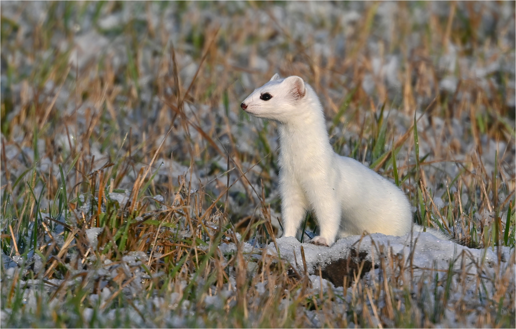 Hermelin Foto & Bild | tiere, wildlife, säugetiere Bilder auf fotocommunity