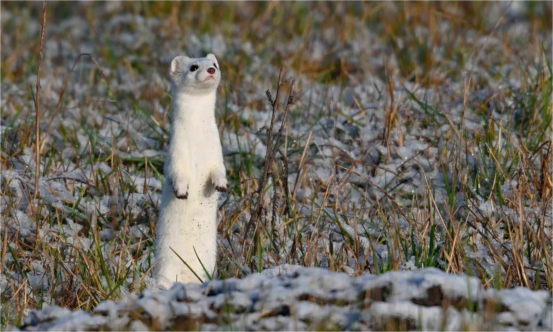 Hermelin Foto & Bild | tiere, wildlife, säugetiere Bilder auf fotocommunity