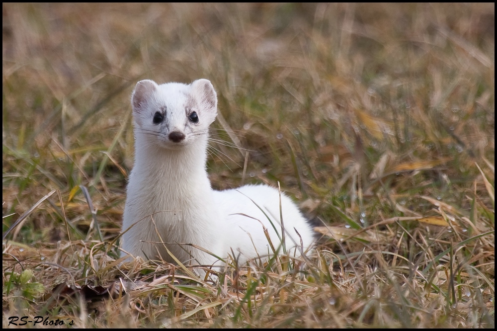 Hermelin Foto & Bild | tiere, wildlife, wildlife: sonstige tiere Bilder ...