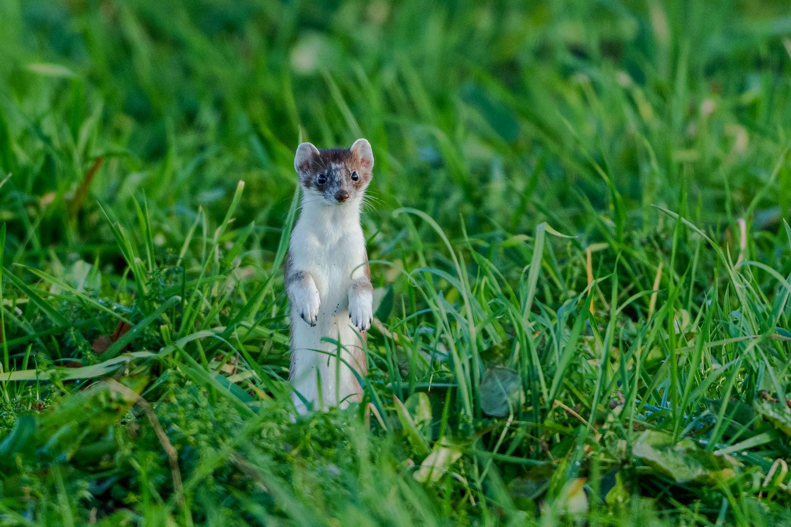 Hermelin Foto & Bild | tiere, wildlife, säugetiere Bilder auf fotocommunity