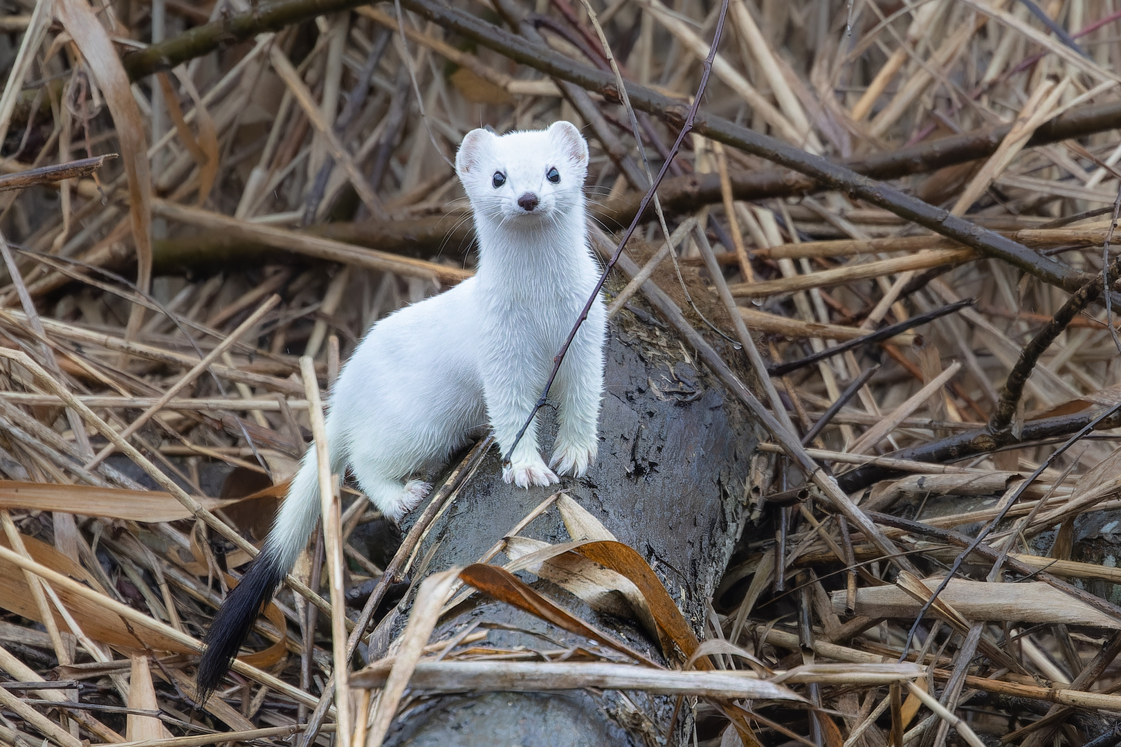 Hermelin Foto & Bild | tiere, wildlife, säugetiere Bilder auf fotocommunity