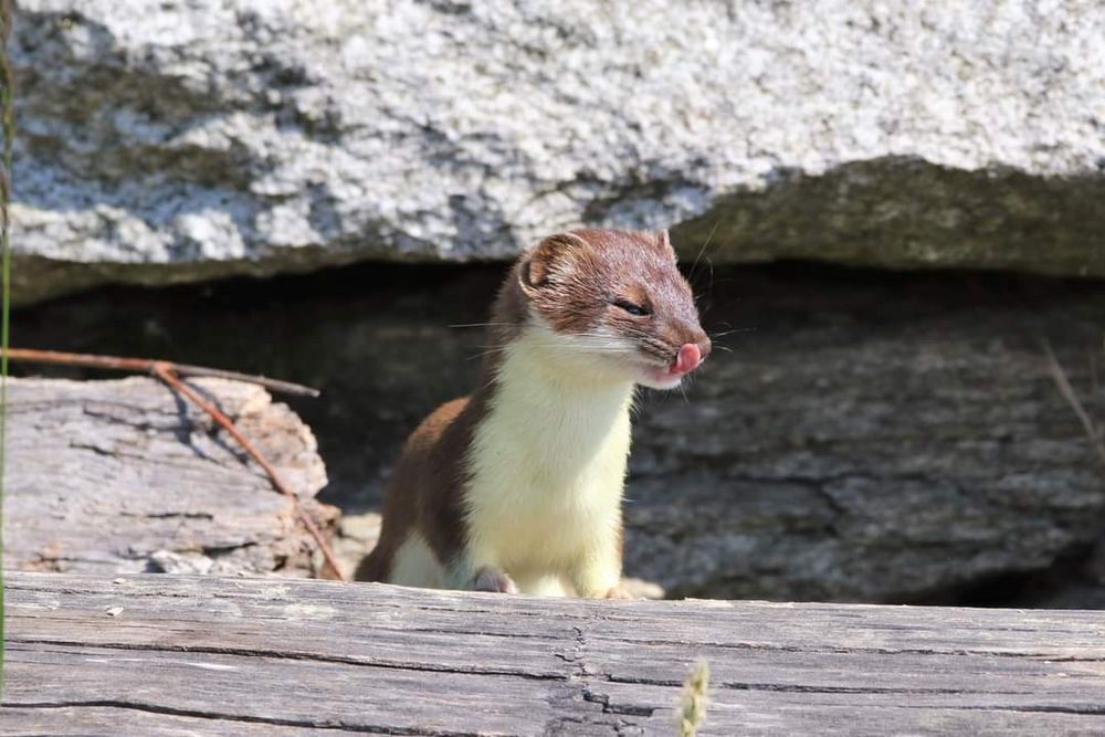 Hermelin Foto & Bild | natur Bilder auf fotocommunity