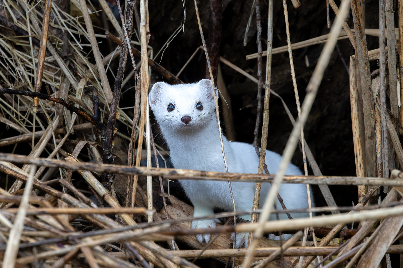 Hermelin Foto & Bild | tiere, wildlife, säugetiere Bilder auf fotocommunity