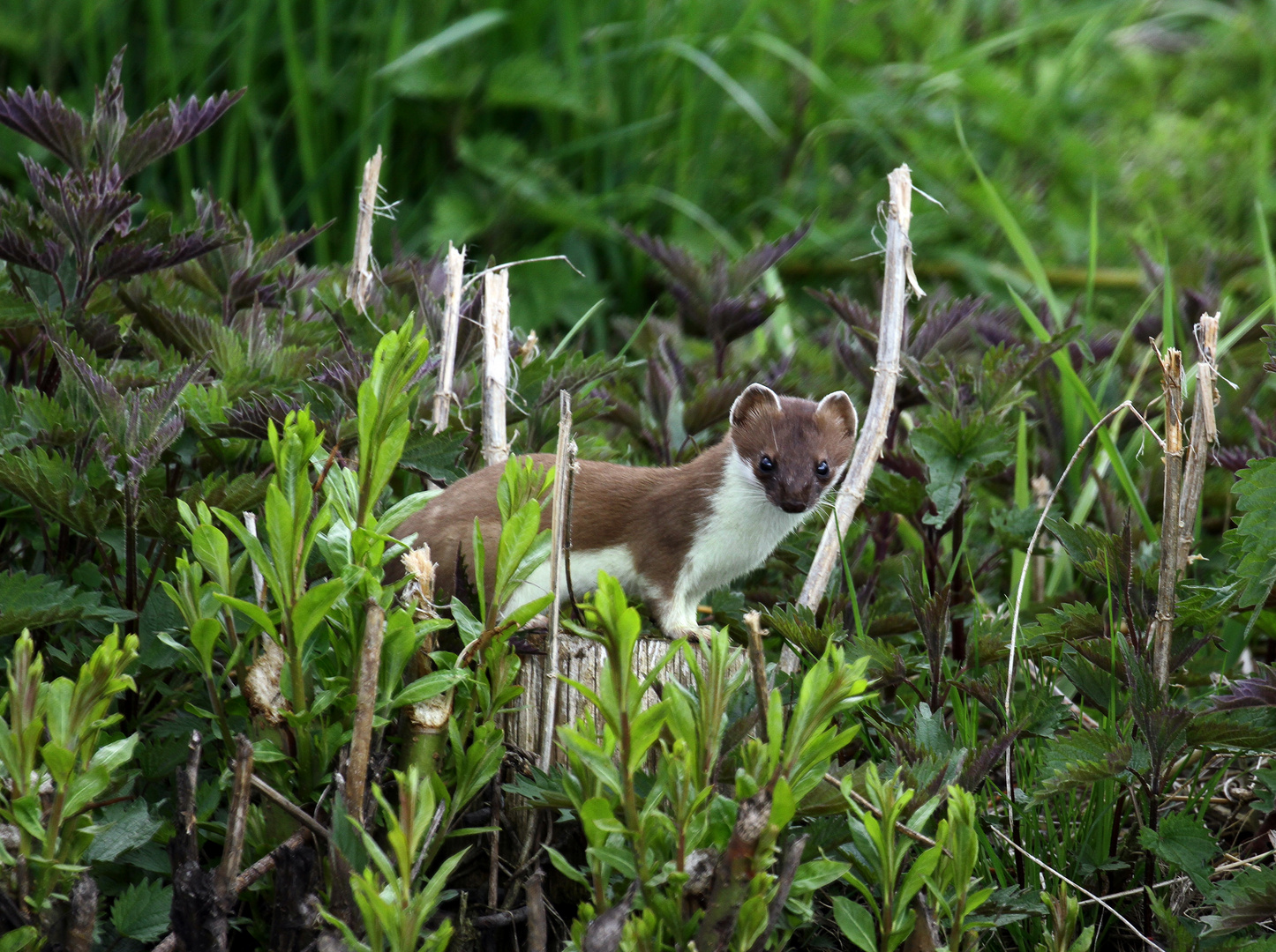 Hermelin Foto & Bild | wildlife, hermelin, natur Bilder auf fotocommunity