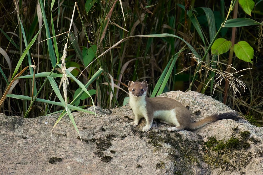 Hermelin Foto & Bild | outdoor, natur, tiere Bilder auf fotocommunity