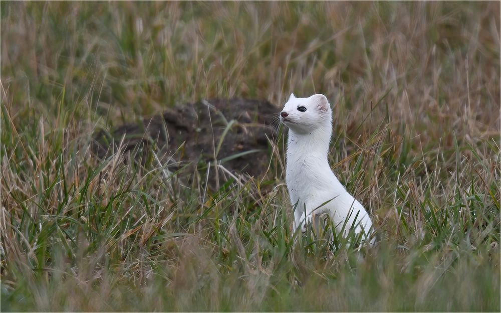 Hermelin Foto & Bild | tiere, wildlife, säugetiere Bilder auf fotocommunity