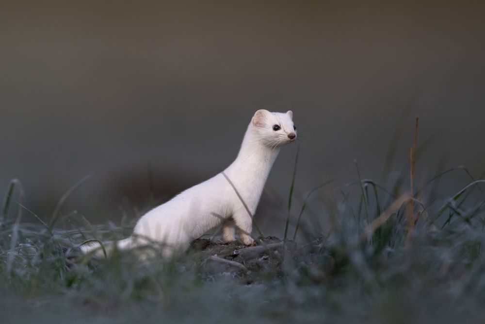 Hermelin Foto & Bild | tiere, wildlife, säugetiere Bilder auf fotocommunity