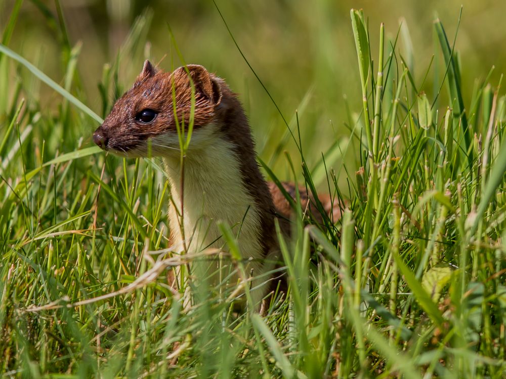 Hermelin Foto & Bild | tiere, wildlife, hermelin Bilder auf fotocommunity