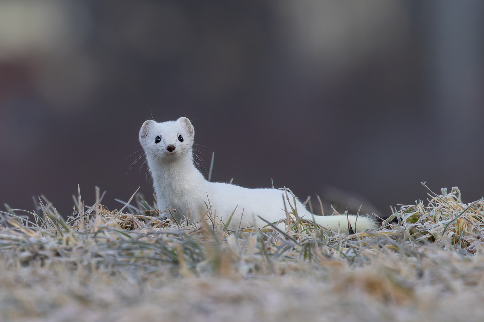 Hermelin Foto & Bild | tiere, wildlife, säugetiere Bilder auf fotocommunity