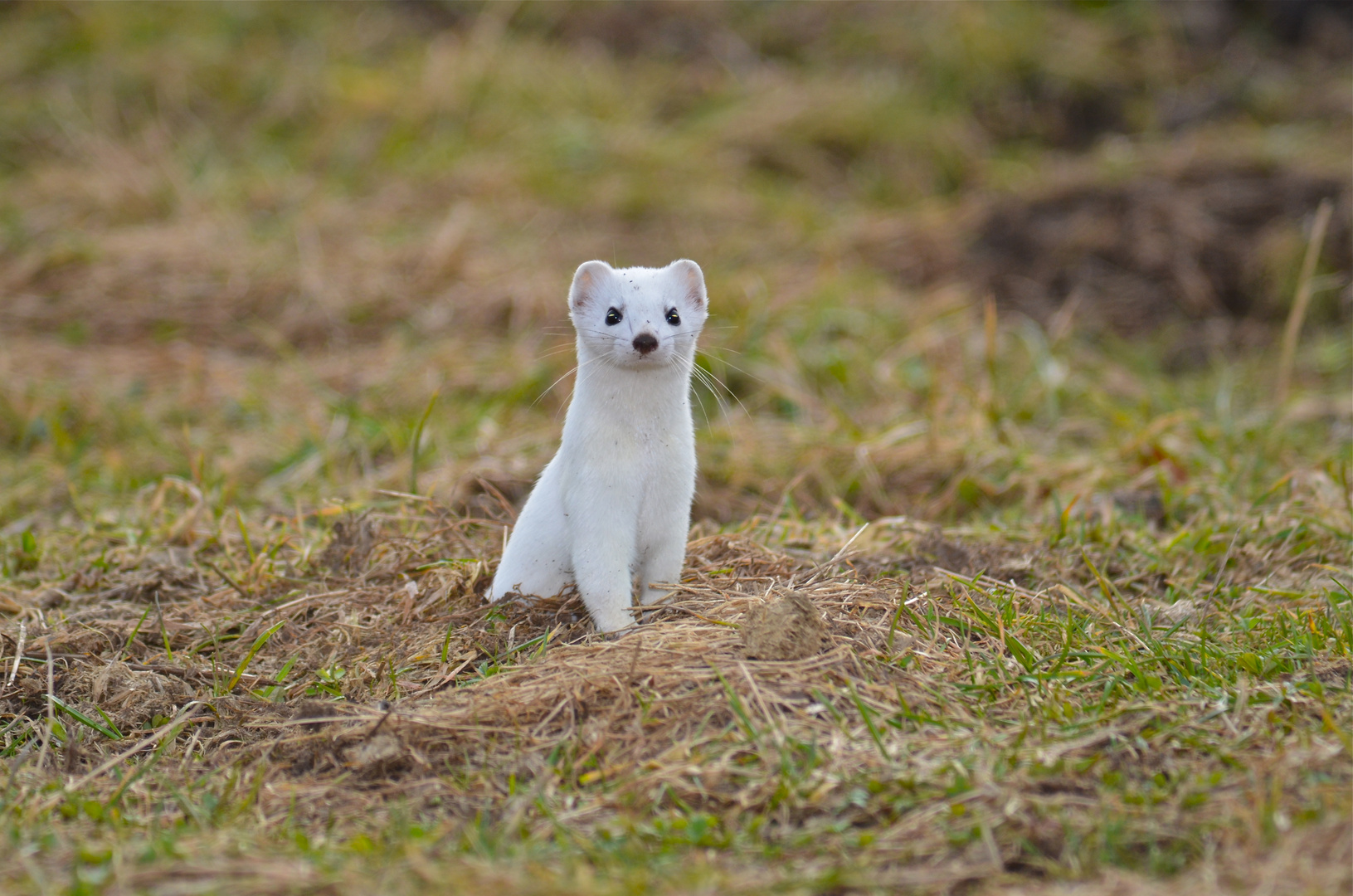Hermelin Foto & Bild | tiere, wildlife, säugetiere Bilder auf fotocommunity