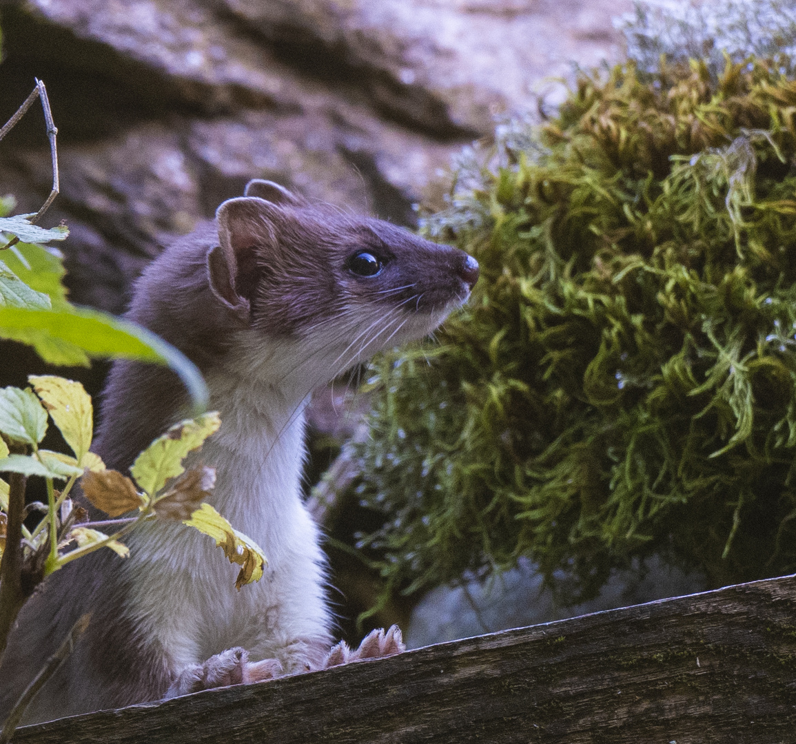 Hermelin Foto & Bild | tiere, wildlife, säugetiere Bilder auf fotocommunity