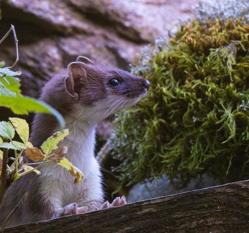 Hermelin Foto & Bild | tiere, wildlife, säugetiere Bilder auf fotocommunity