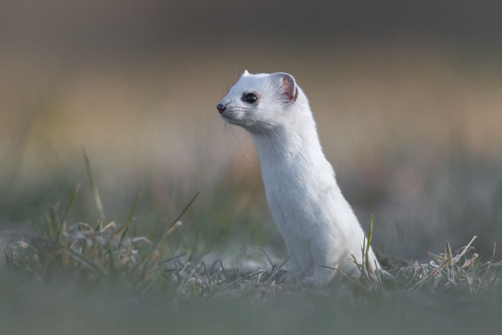 Hermelin ganz nah Foto & Bild | tiere, wildlife, säugetiere Bilder auf ...
