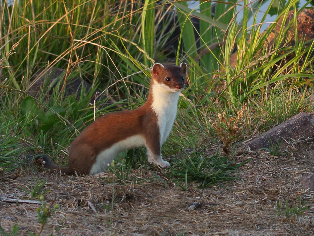 Hermelin II Foto & Bild | tiere, wildlife, säugetiere Bilder auf ...