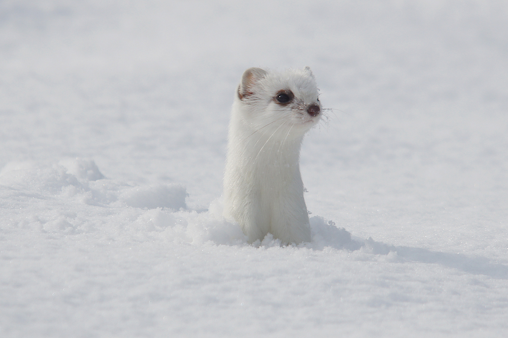 Hermelin im Schnee Foto & Bild | tiere, wildlife, säugetiere Bilder auf ...