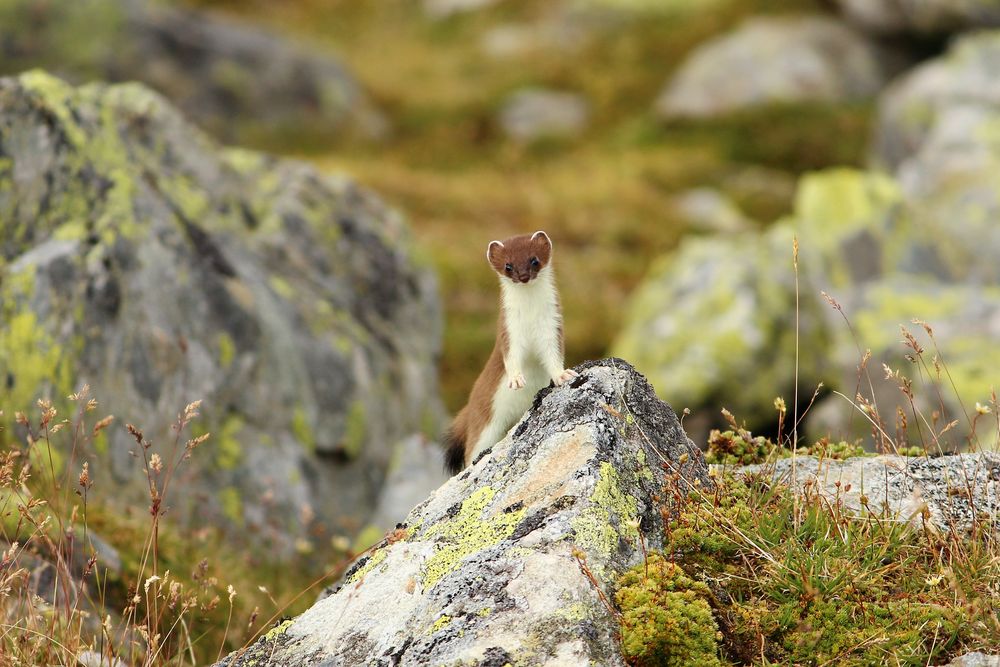 Hermelin im Sommerkleid Foto & Bild | tiere, wildlife, säugetiere ...