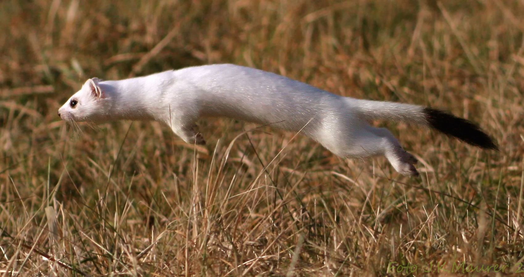 hermelin im winterkleid Foto & Bild | tiere, wildlife, säugetiere ...