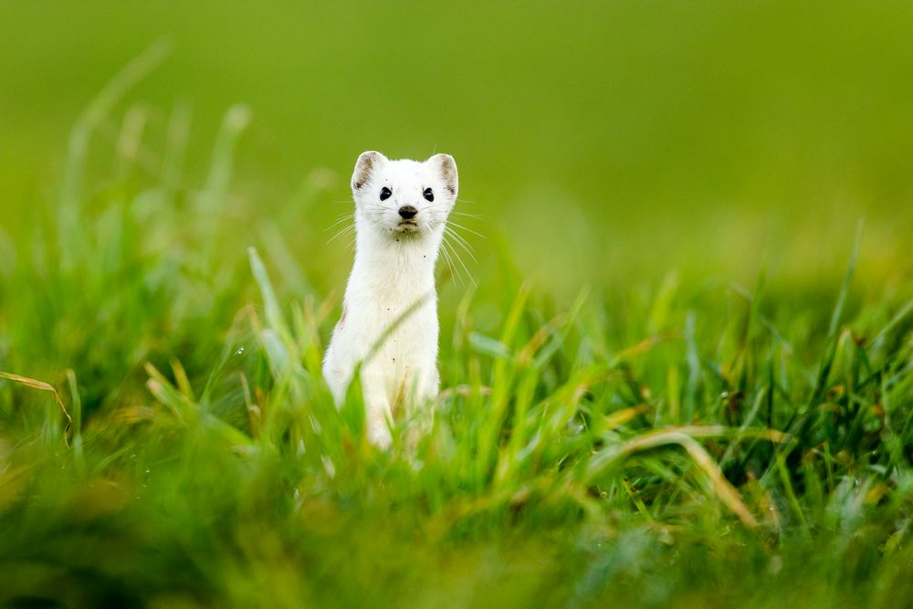 Hermelin im Winterkleid Foto & Bild | tiere, wildlife, säugetiere ...