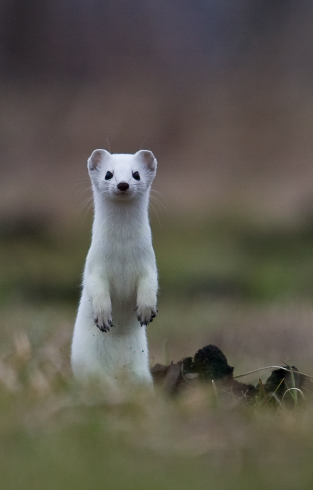 Hermelin im Winterkleid (Mustela erminea) Foto & Bild | tiere, wildlife ...