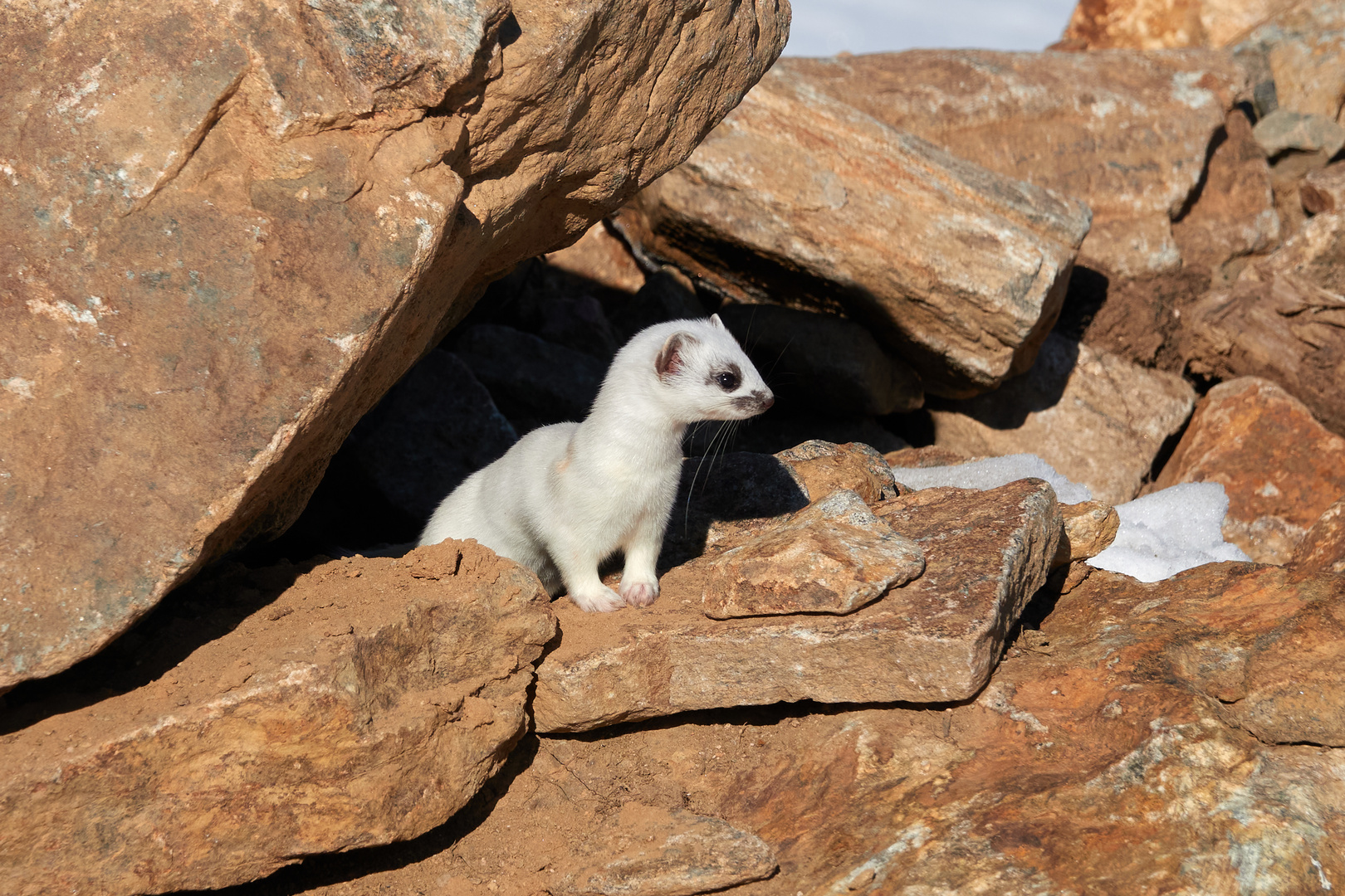 Hermelin im Winterpelz Foto & Bild | tiere, wildlife, säugetiere Bilder ...