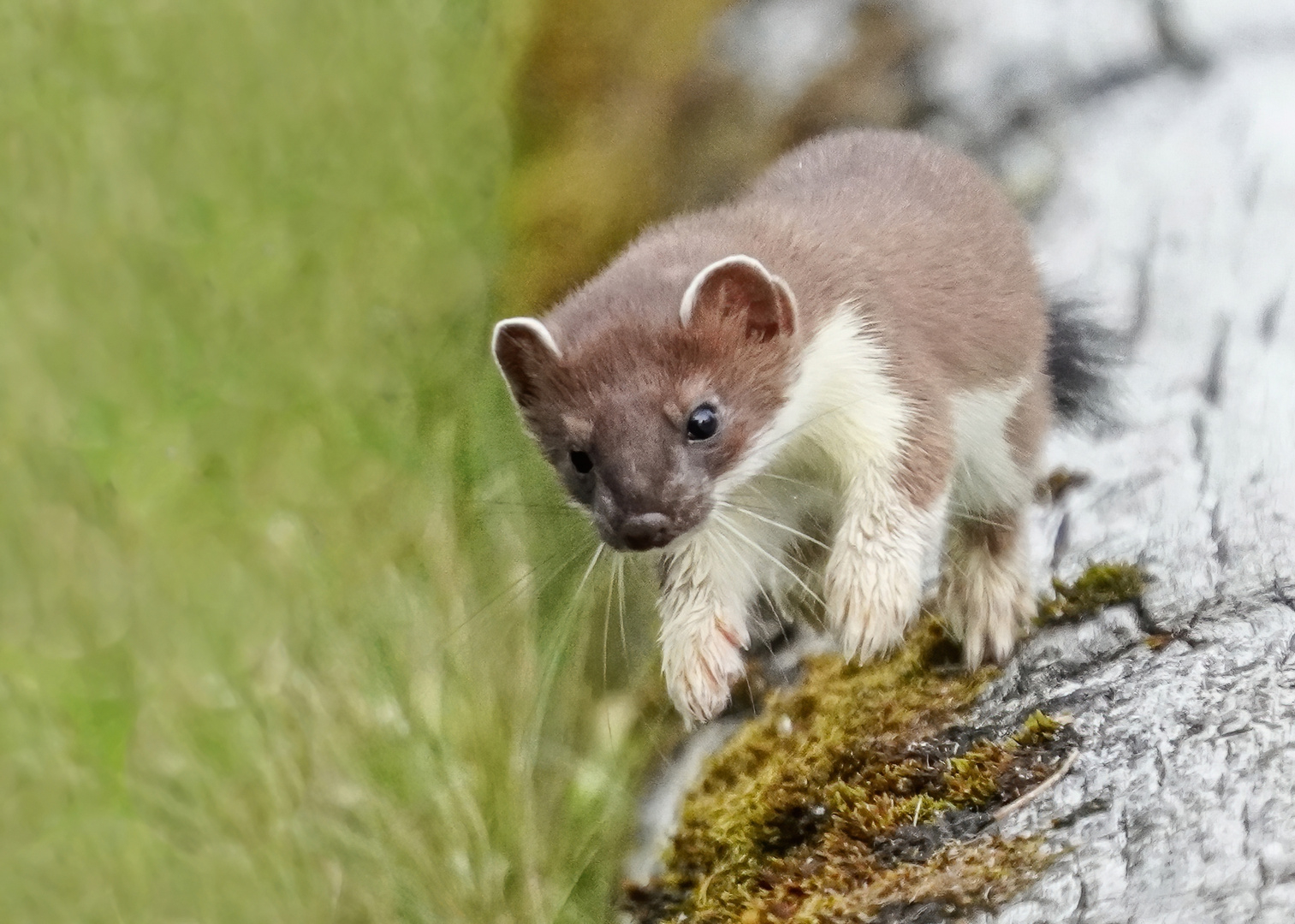 Hermelin jagt fotograf...:-) Foto & Bild | tiere, wildlife, säugetiere ...