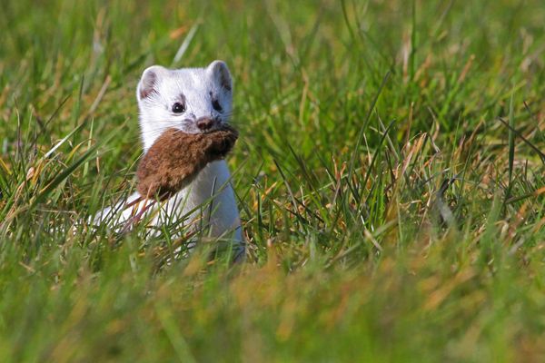 Hermelin Fotos & Bilder auf fotocommunity