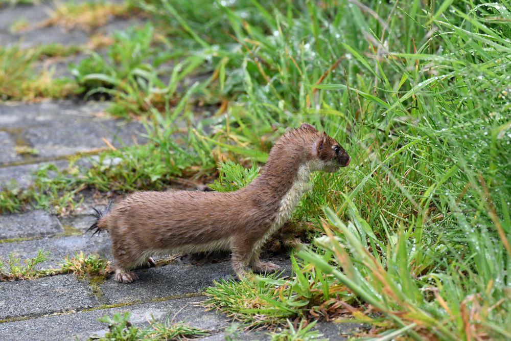 Hermelin oder Großes Wiesel Foto & Bild | natur, tiere, wildlife Bilder ...