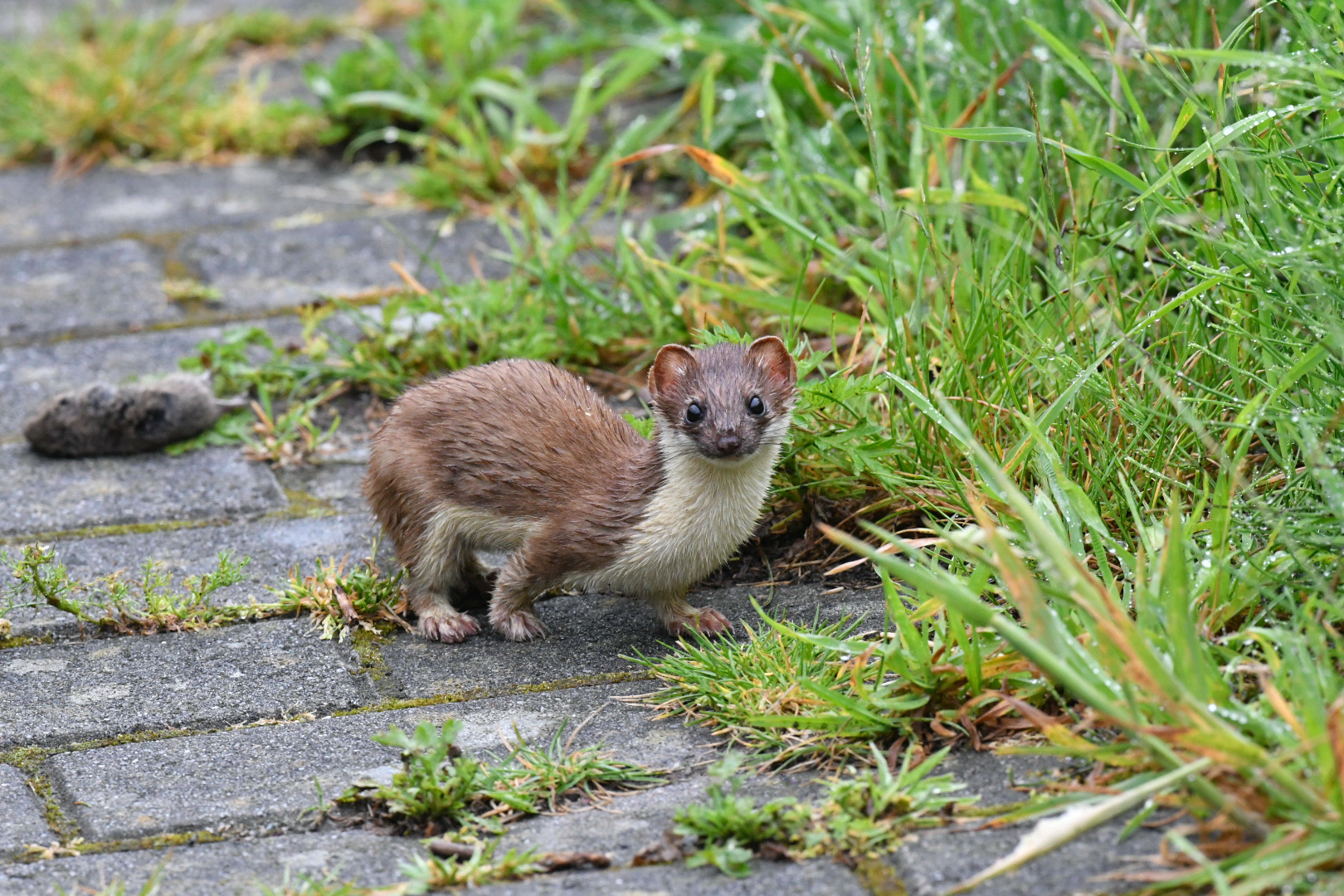 Hermelin oder Großes Wiesel im Sommerkleid Foto & Bild | natur, tiere ...
