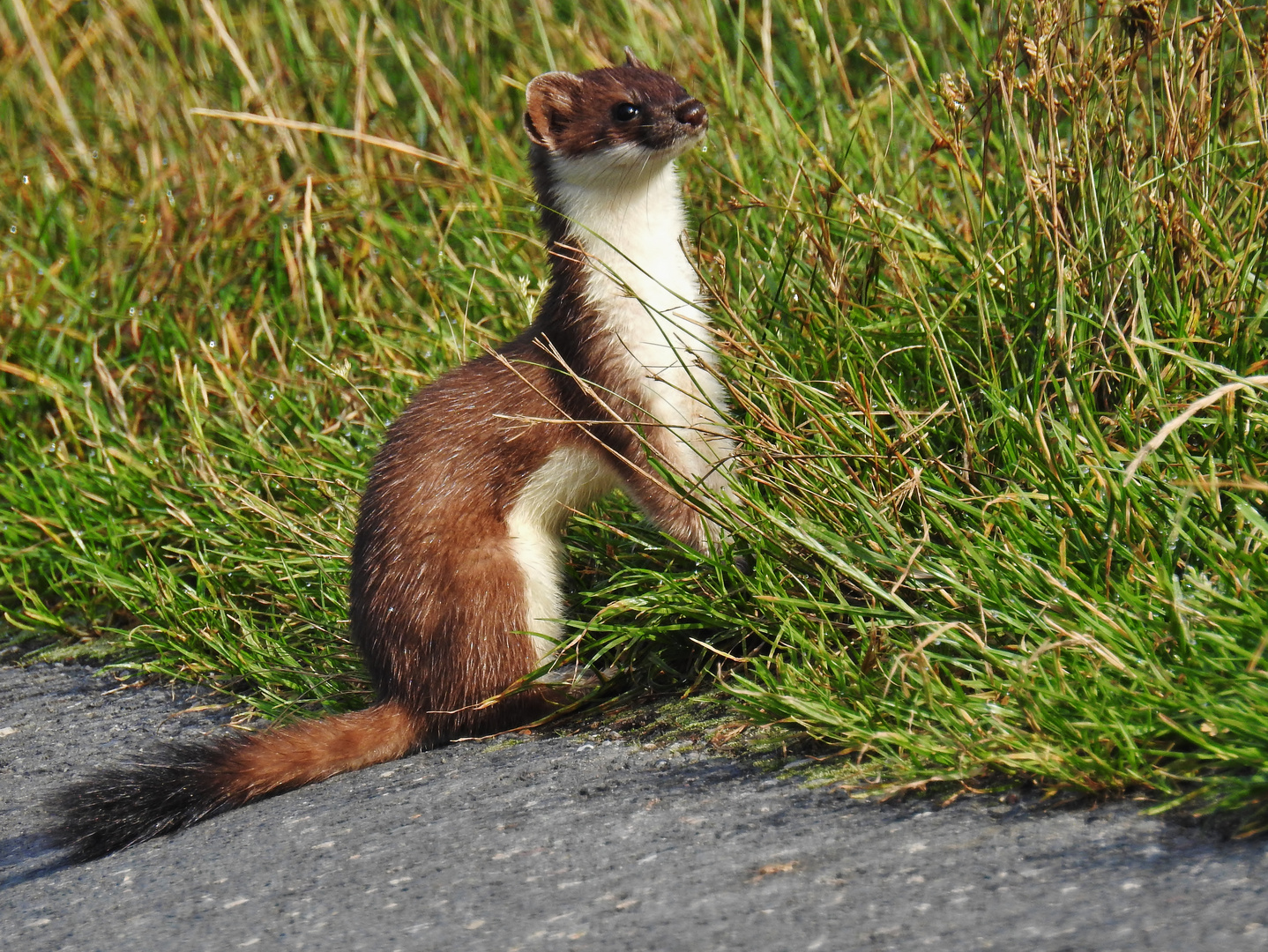Hermelin "on Tour" Foto & Bild | natur, tiere, wildlife Bilder auf ...
