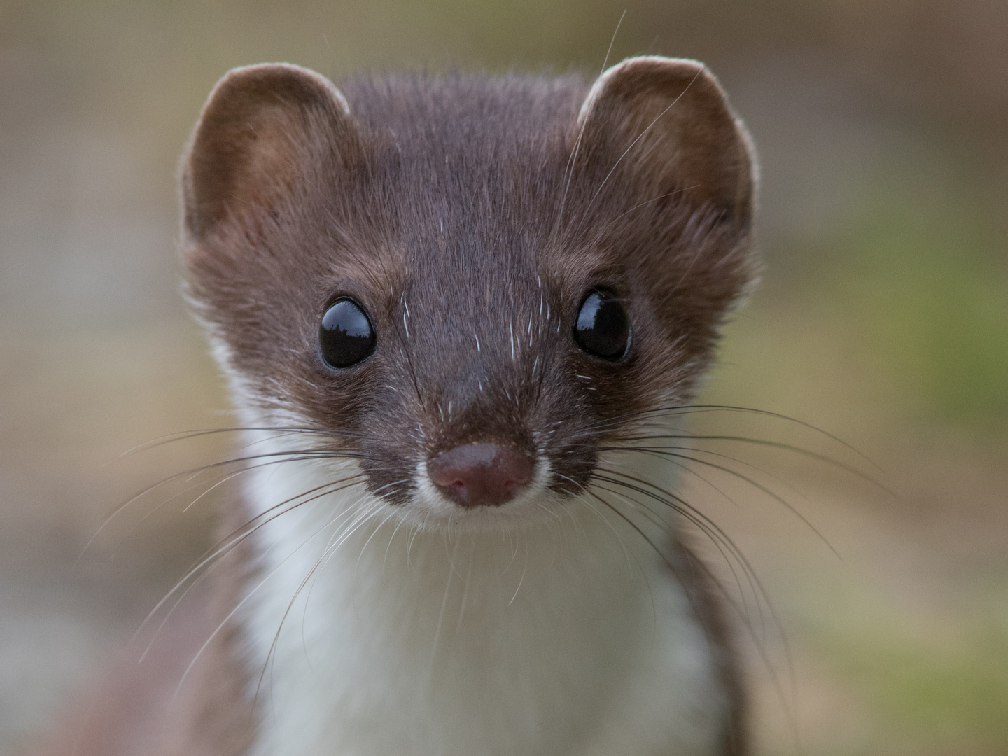 Hermelin Portrait Foto & Bild | natur, tiere, wildlife Bilder auf ...