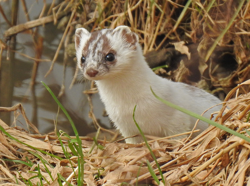 Hermelin Portrait. Foto & Bild | natur, wildlife, säugetiere Bilder auf ...