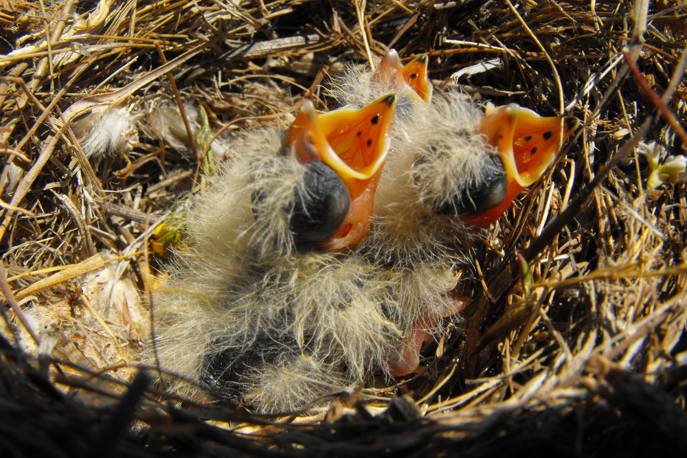 HERMOSO NIDO Imagen & Foto | animales, aves, naturaleza Fotos de ...