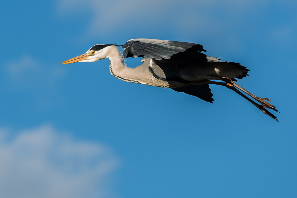 Héron 6 photo et image | animaux, animaux sauvages, oiseaux Images ...