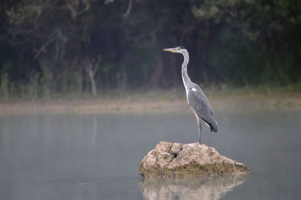 héron photo et image | animaux, nature, oiseaux Images fotocommunity