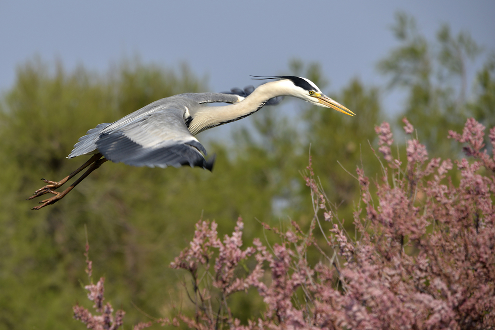Héron photo et image | animaux, animaux sauvages, oiseaux Images ...