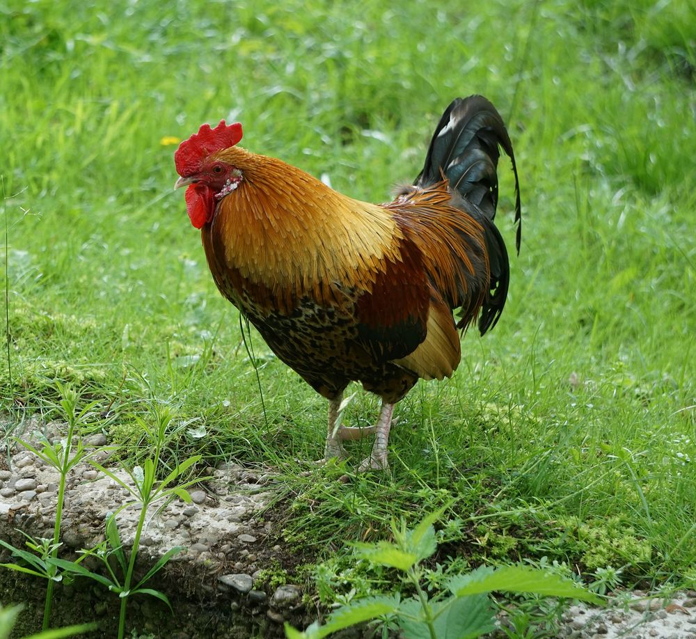 Herr Hahn - Der Mann von Frau Huhn Foto & Bild | gallus gallus ...