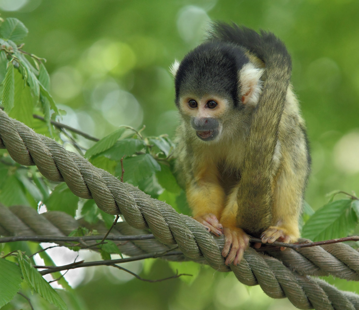 Herr Nilsson Foto & Bild | tiere, zoo, wildpark & falknerei, säugetiere ...