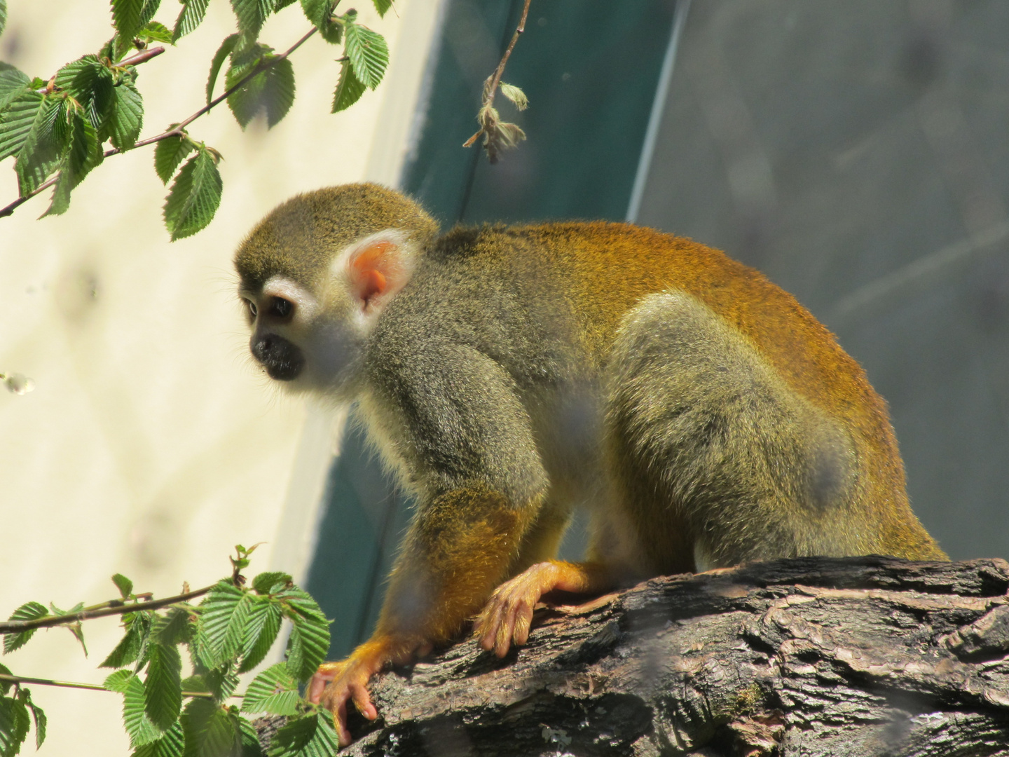 Herr Nilsson Foto & Bild | tiere, wildlife, säugetiere Bilder auf ...