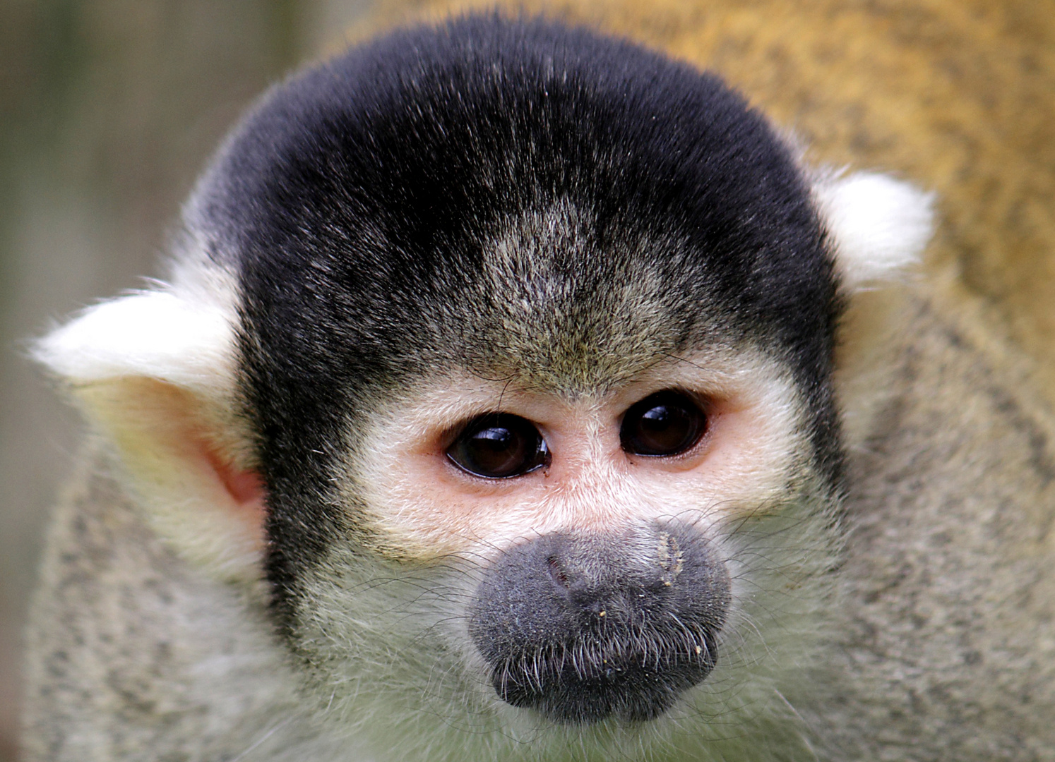 Herr Nilsson Foto & Bild | tiere, zoo, wildpark & falknerei, säugetiere ...
