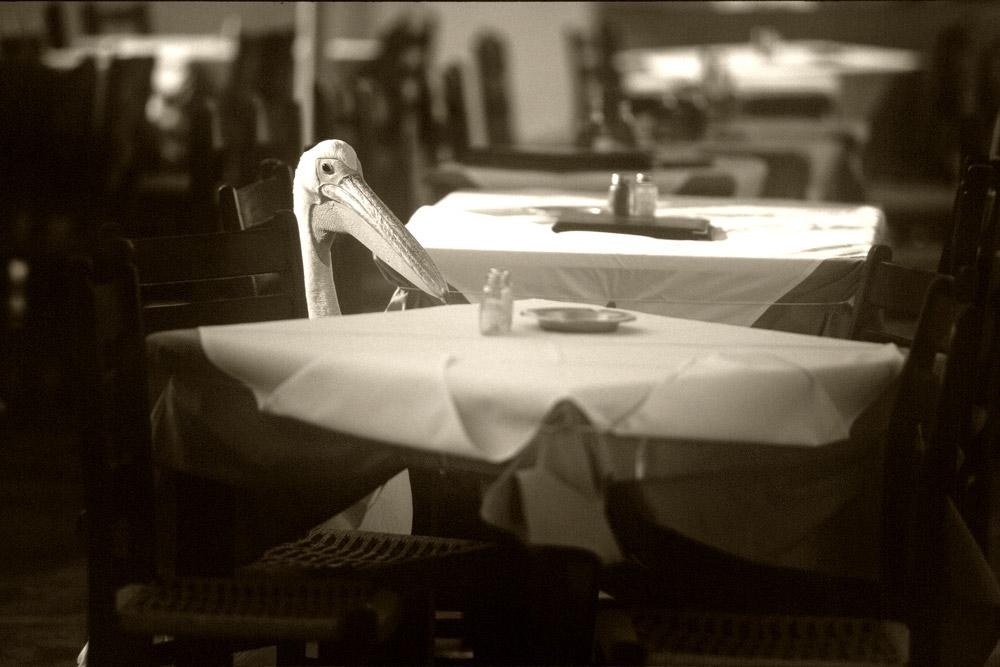 Herr Ober, die Karte bitte... Foto & Bild | tiere, streetpic, natur ...