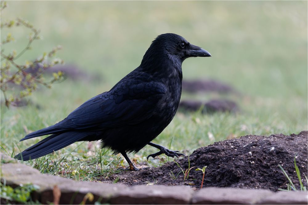 Herr Rabe flotten Schrittes ..... Foto & Bild | tiere, wildlife, wild ...