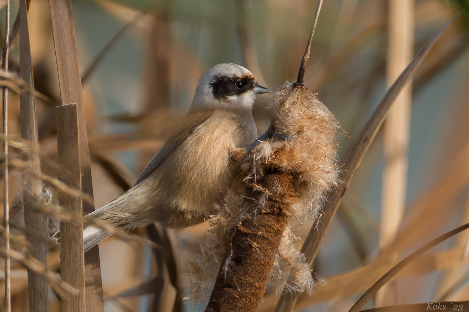 Herr Remizidae Foto & Bild | tiere, wildlife, wild lebende vögel Bilder auf fotocommunity