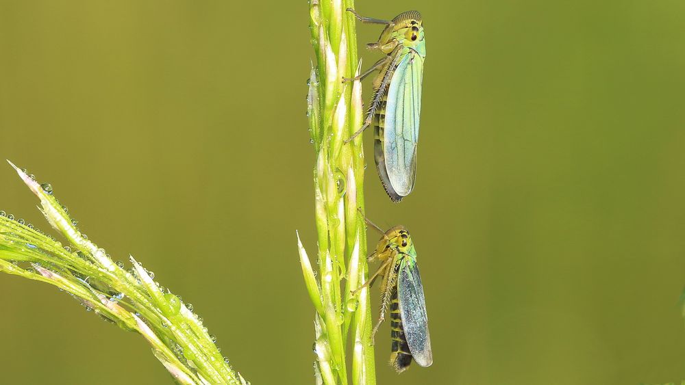 Herr und Frau... Foto & Bild | tiere, wildlife, insekten Bilder auf ...