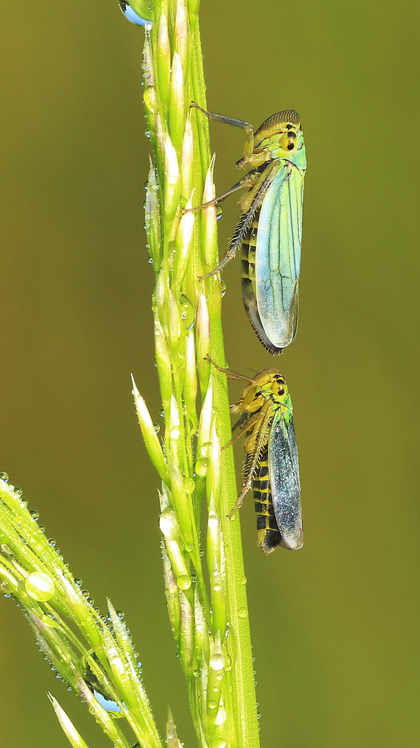 Herr und Frau... Foto & Bild | fotos, canon, makro Bilder auf fotocommunity